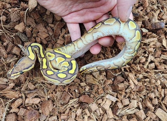 Lesser Lace Yb Het Clown Ball Python by Bobs Balls