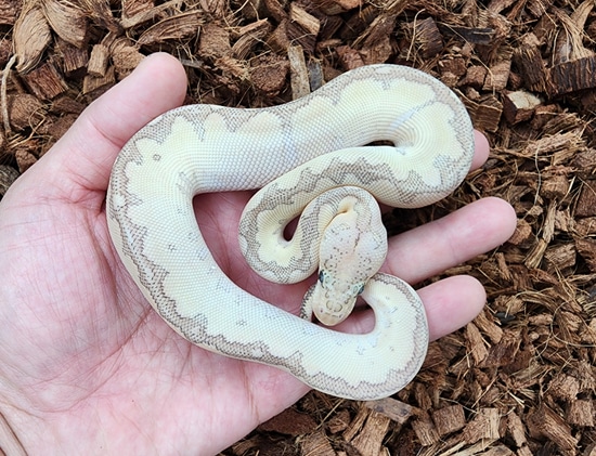 Pastel Bamboo Spotnose Clown Ball Python by Bobs Balls