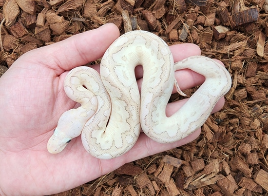 Pastel Bamboo Spotnose Yb Clown Ball Python by Bobs Balls