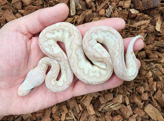Pastel Ghi Spotnose Yb Bamboo Clown Ball Python by Bobs Balls