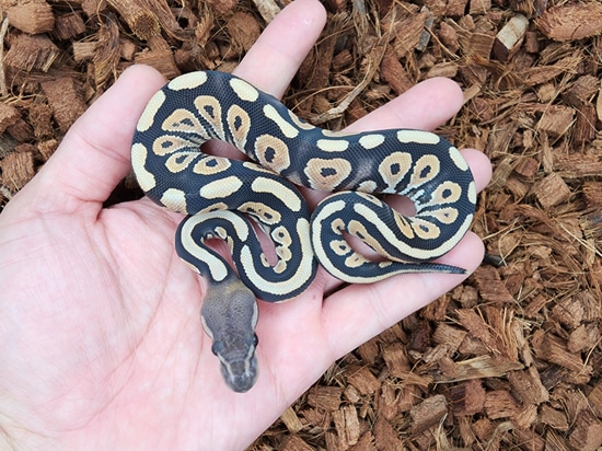 Cinnamon Dg 66% Ph Hypo Ball Python by Bobs Balls