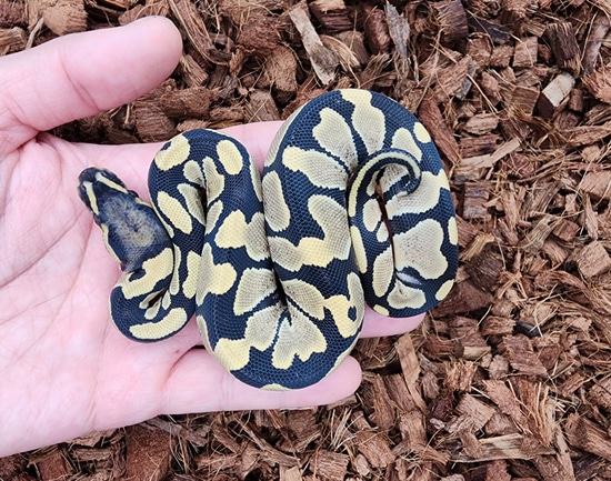 Dg Het Vpi Axanthic Ball Python by Bobs Balls