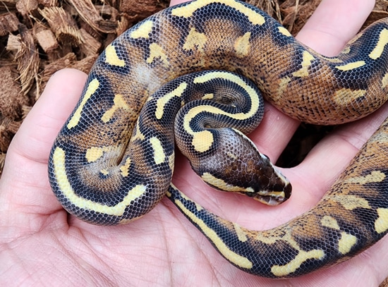 Super Gravel Paradox Ball Python by Bobs Balls