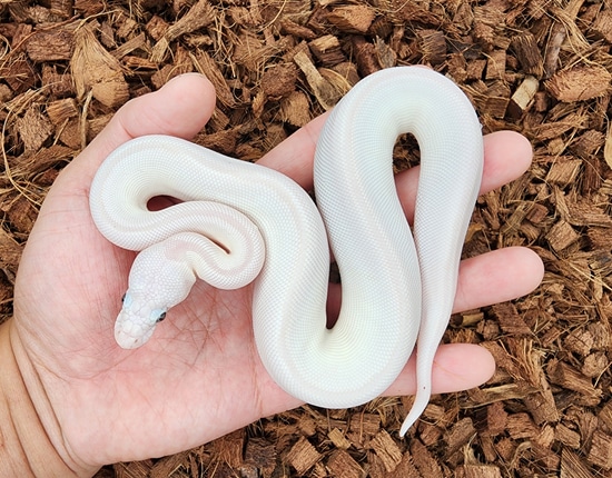 Super Russo Ball Python by Bobs Balls