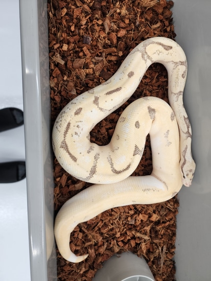 Od Fire Yb Spider Het Pied Ball Python by Bobs Balls