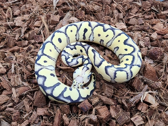 Pastel Dg Clown Ball Python by Bobs Balls