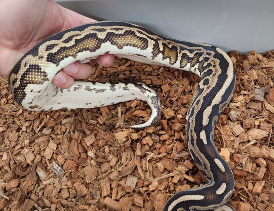 Lace Leopard Spotnose Black Pastel Ball Python by Bobs Balls