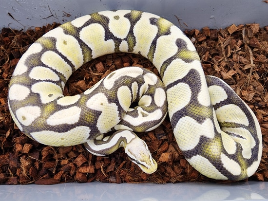 Pastel Desert Ghost Ball Python by Bobs Balls