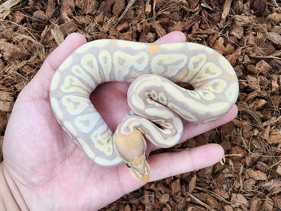 Bongo Banana Het Clown Ball Python by Bobs Balls