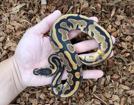 Enchi Leopard Trojan Het Pied Ball Python by Bobs Balls