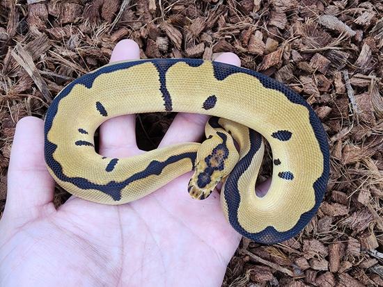 Enchi Leopard Clown Het Dg Ball Python by Bobs Balls