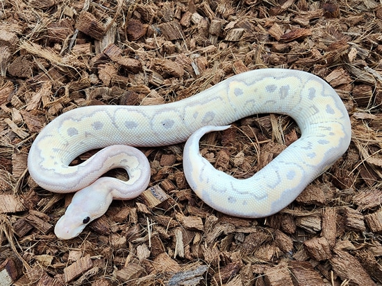 Banana Cinny Hurricane Yb Clown Ball Python by Bobs Balls