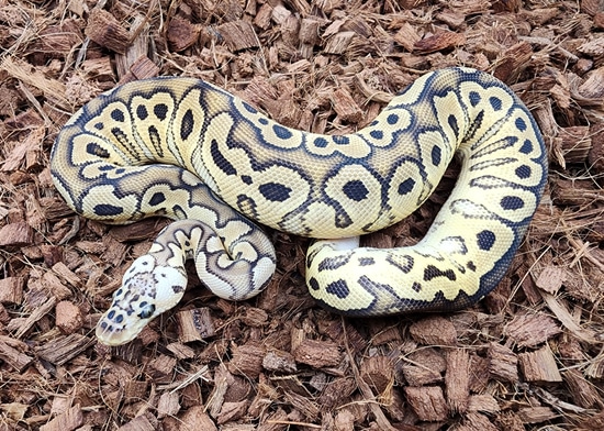 Pastel Yb Hurricane Clown Ball Python by Bobs Balls