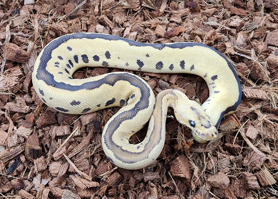 Leopard Fire Redstripe Clown Ball Python by Bobs Balls