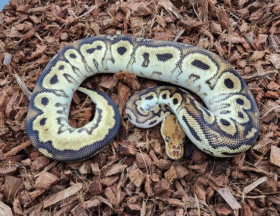 Od Bongo Clown Ball Python by Bobs Balls