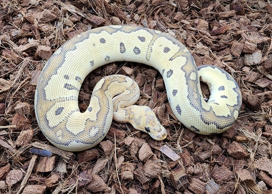 Redstripe Fire Yb Clown Ball Python by Bobs Balls