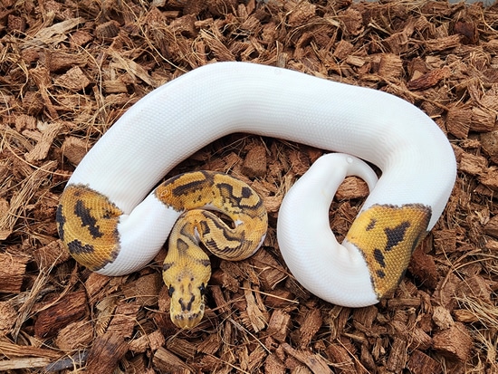 Hurricane Clown Pied Ball Python by Bobs Balls
