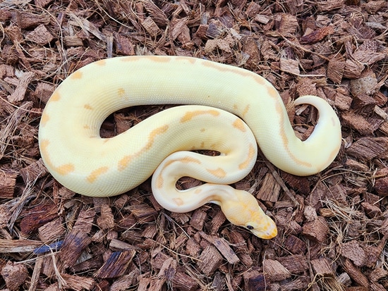 Banana Leopard Fire Pin Clown Ball Python by Bobs Balls