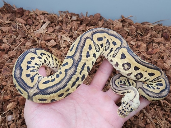 Pastel Leopard Hurricane Clown Ball Python by Bobs Balls