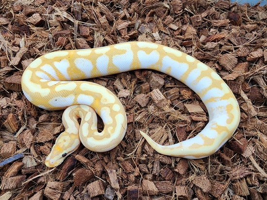 Banana Spotnose Calico Yb Enchi Het Clown Ball Python by Bobs Balls
