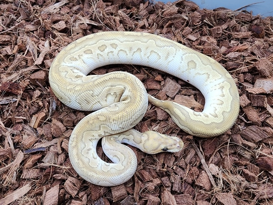 Lesser Clown Het Sunset Ball Python by Bobs Balls