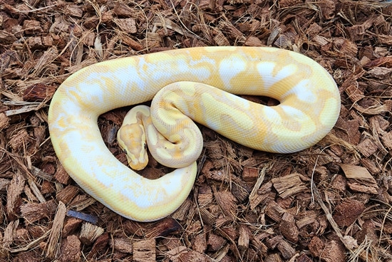 Banana Enchi Calico Yb Het Clown Ball Python by Bobs Balls