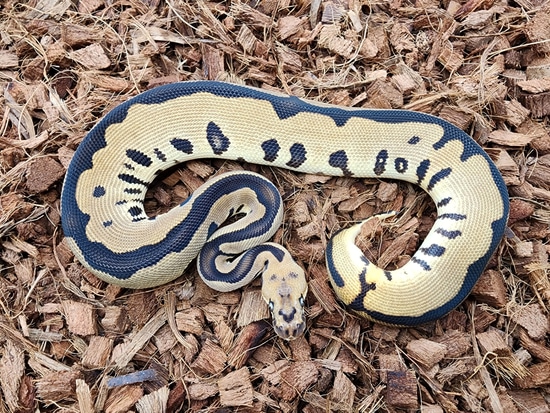 Leopard Yb Clown Het Pied Ball Python by Bobs Balls