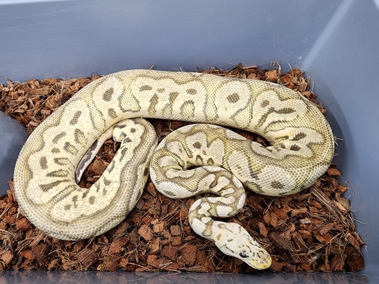 Super Pastel Yb Clown Ball Python by Bobs Balls