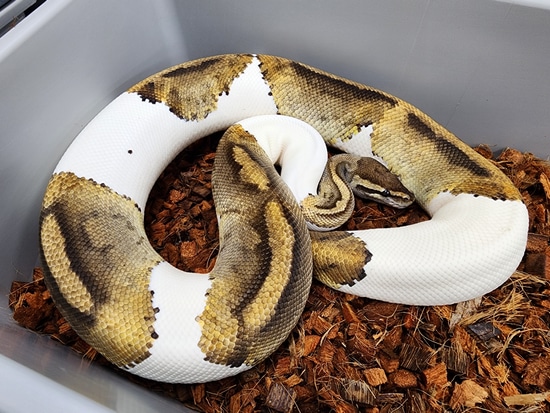 Pied Ball Python by Bobs Balls