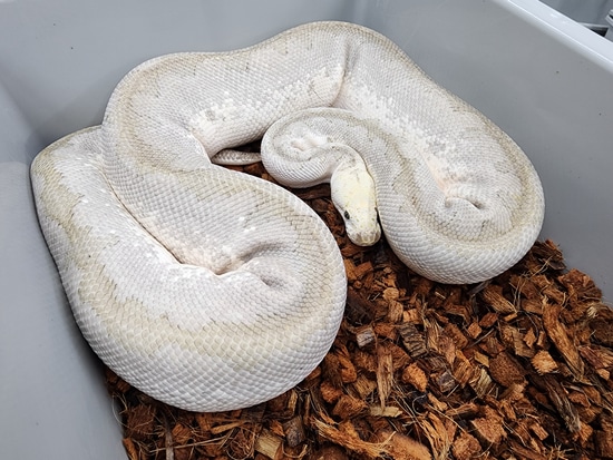 Pastel Bamboo Clown Ball Python by Bobs Balls