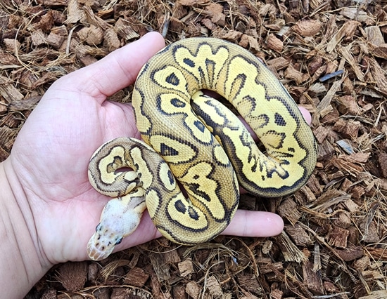 Pastel Redstripe Yb Clown Ball Python by Bobs Balls