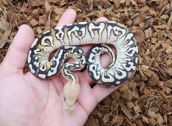 Cypress Spotnose Black Pastel Lace Clown Ball Python by Bobs Balls