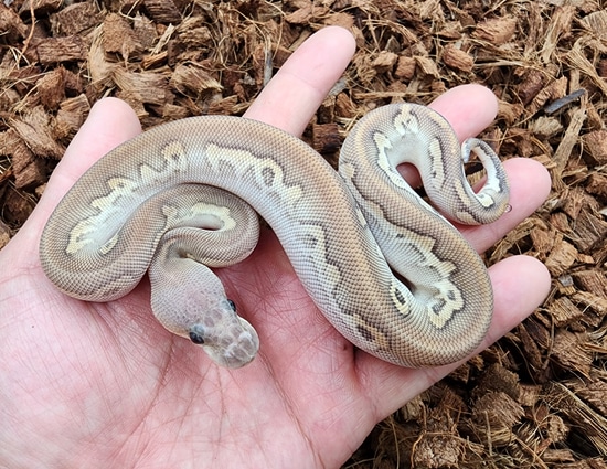 Cinnamon Mojave Cypress Clown Ball Python by Bobs Balls