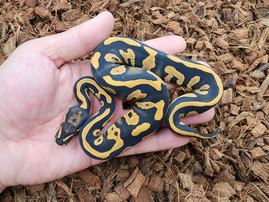Od Leopard Blackhead Dg Ball Python by Bobs Balls