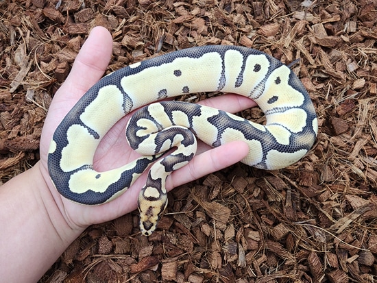 Dg Clown Ball Python by Bobs Balls