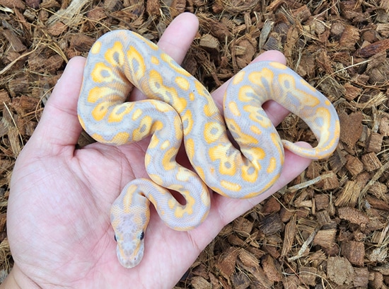 Black Pastel Spotnose Yb Banana Clown Ball Python by Bobs Balls
