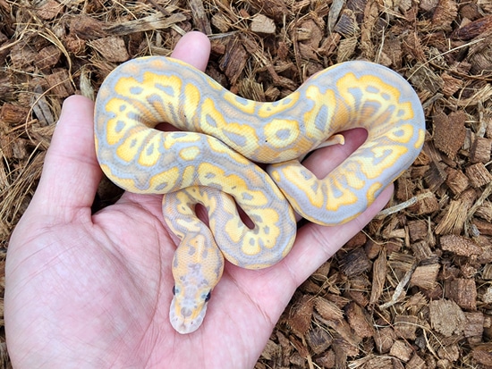 Black Pastel Spotnose Yb Banana Clown Ball Python by Bobs Balls