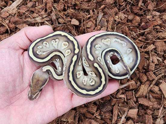 Chocolate Lesser Cypress Lace Het Clown Ball Python by Bobs Balls
