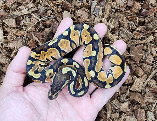 Cinnamon Enchi Dh Desert Ghost Sunset Ball Python by Bobs Balls