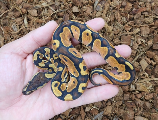 Cinnamon Enchi Dh Desert Ghost Sunset Ball Python by Bobs Balls