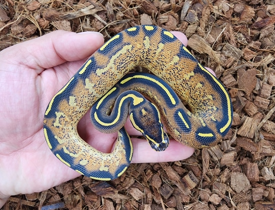 Freeway Ball Python by Bobs Balls