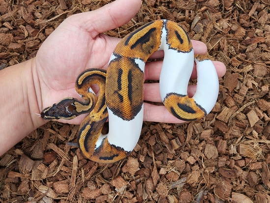 Trojan Pied Ball Python by Bobs Balls