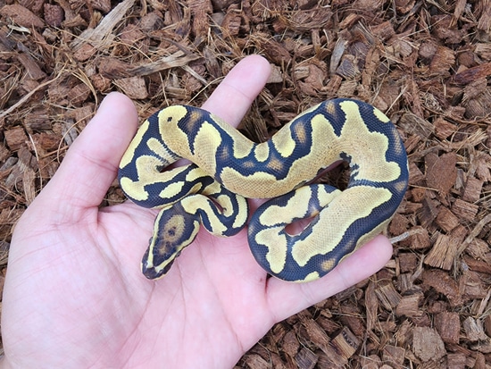 Od Fire Mckenzie Het Pied Ball Python by Bobs Balls