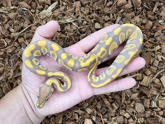 Phantom Ultramel Ball Python by Bobs Balls