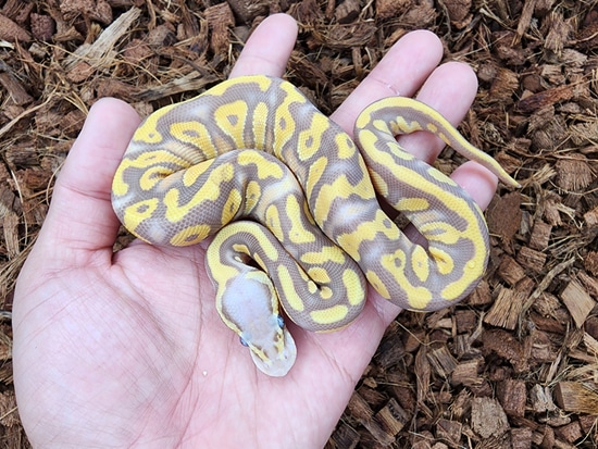 Pastel Yb Phantom Ultramel Ball Python by Bobs Balls