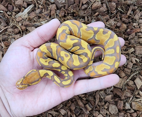 Enchi Yb Ultramel Ball Python by Bobs Balls