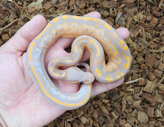 Od Mahogany Black Pastel Banana Yb Ball Python by Bobs Balls