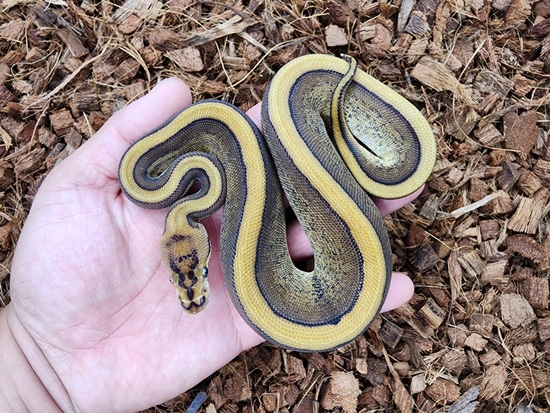 Super Redstripe Cypress Ball Python by Bobs Balls