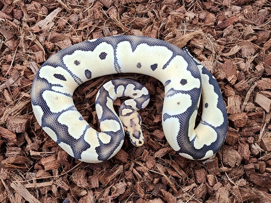 Dg Clown Ball Python by Bobs Balls