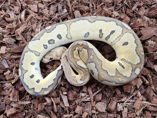 Redstripe Fire Yb Clown Ball Python by Bobs Balls